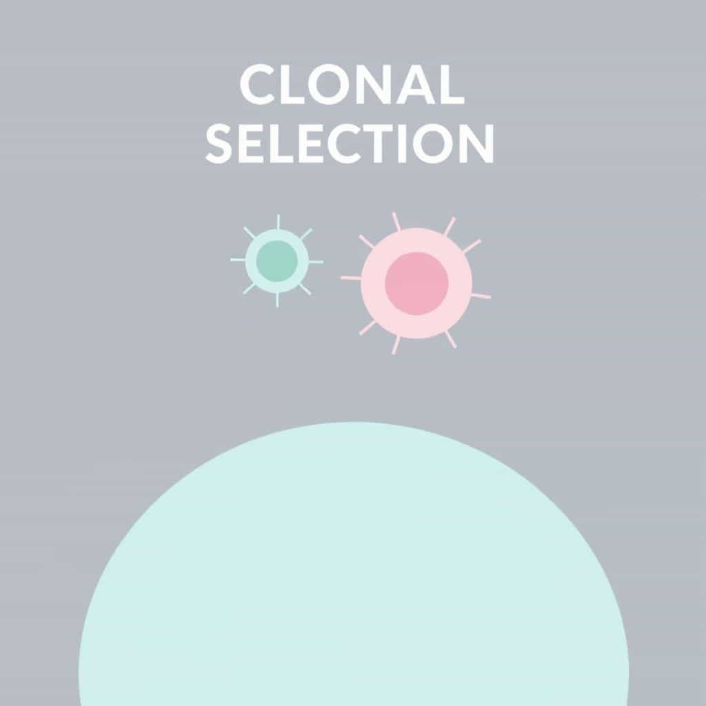 A Level Biology Clonal Selection – Magicthegatheringliliana.net
